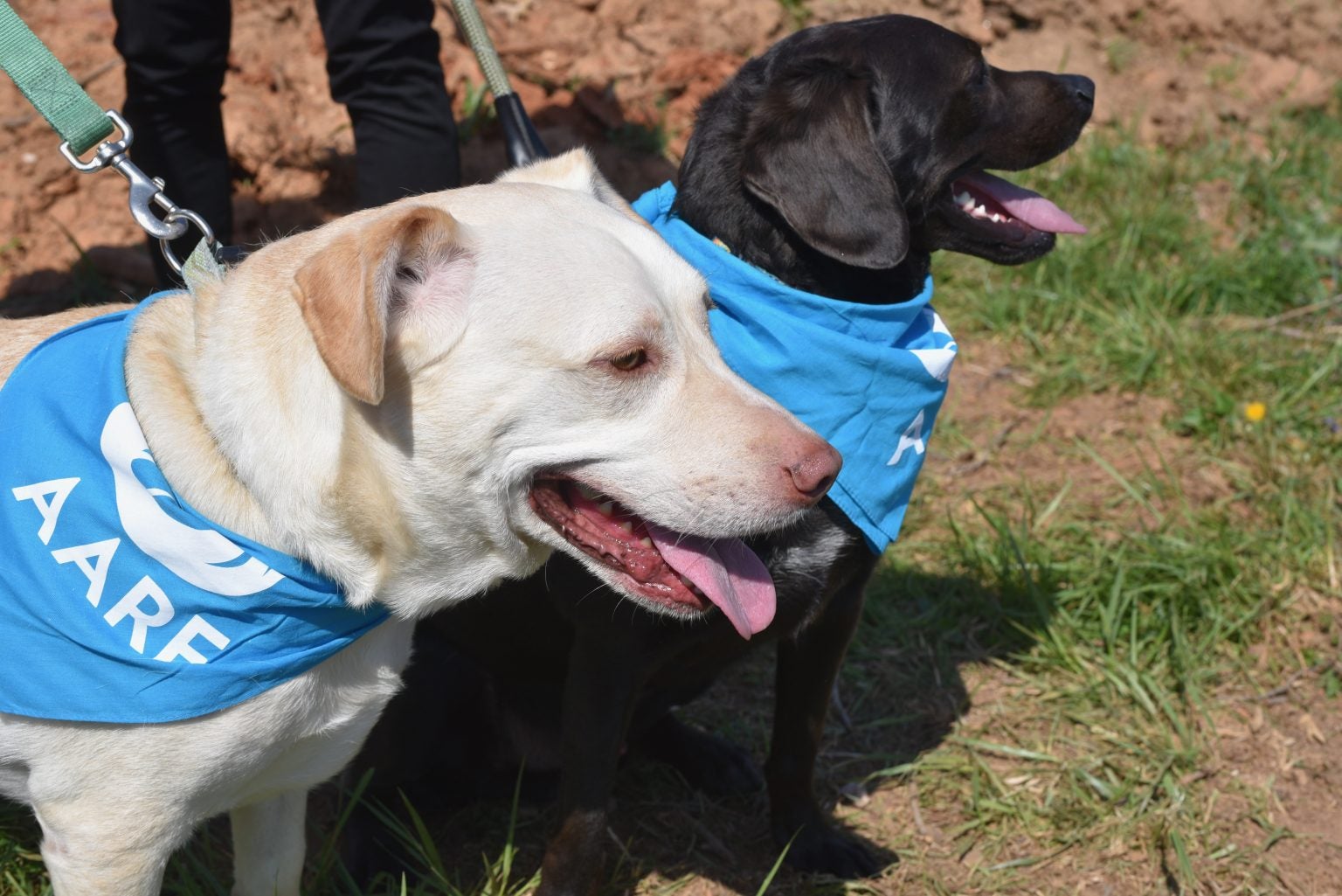 AARF Celebrates Groundbreaking on New Facility - Greater Winston-Salem ...